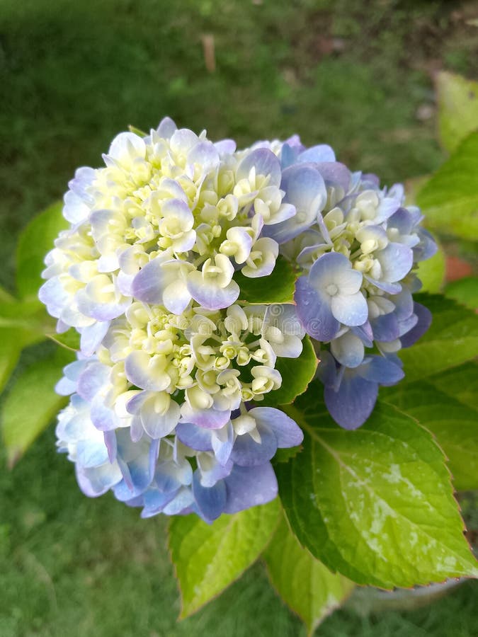 Beautiful of Blue Hydrangeas in the Garden Stock Photo - Image of ...