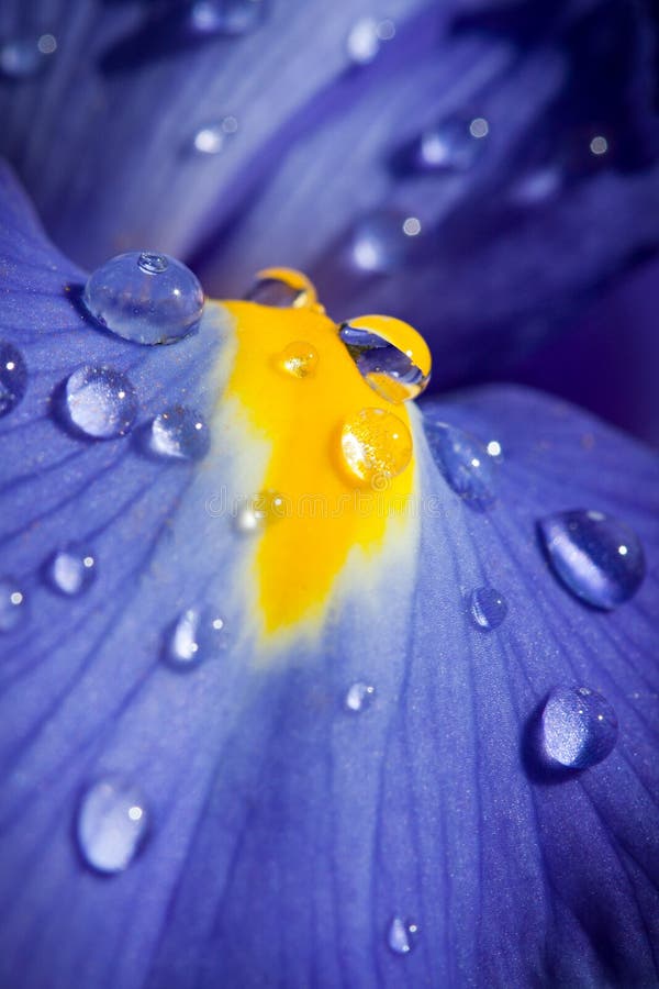 Beautiful Blue Iris with Drops Closeup Shot Stock Photo - Image of ...