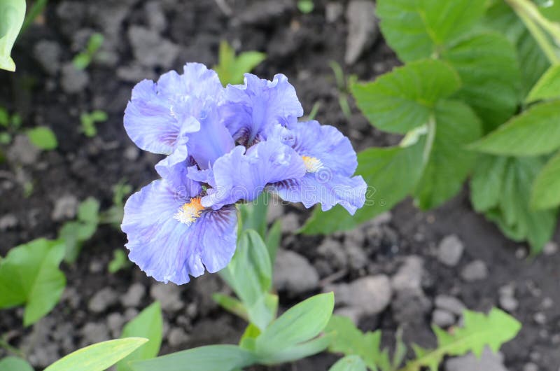 Beautiful blue iris stock photo. Image of nature, iris - 86773362