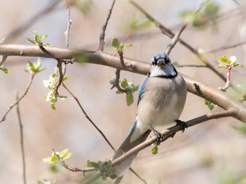 Beautiful Blue Jay Perched in Apple Tree in Spring Stock Image - Image ...
