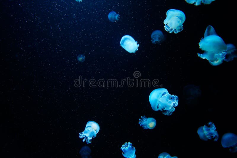 Beautiful Blue Jellyfish Texture Background Stock Image - Image of ...