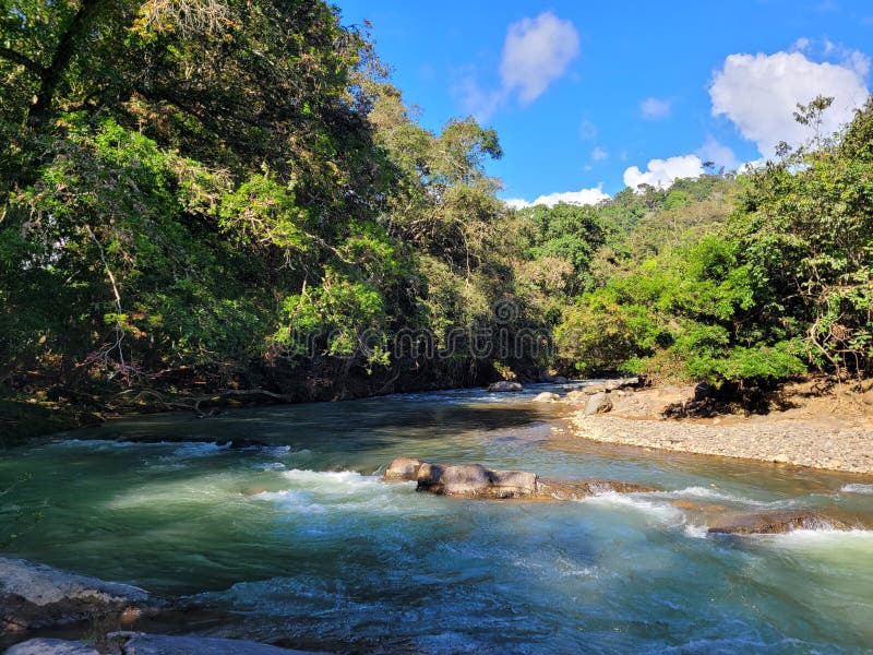 Jungle Stream stock photo. Image of environment, nature - 9372256