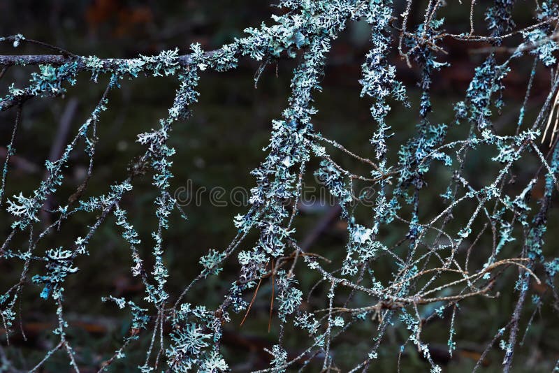 Natural Forest Background with Blue Lichen on Tree Branches Stock Photo ... Natural Forest Background with Blue Lichen on Tree Branches Stock Photo ...