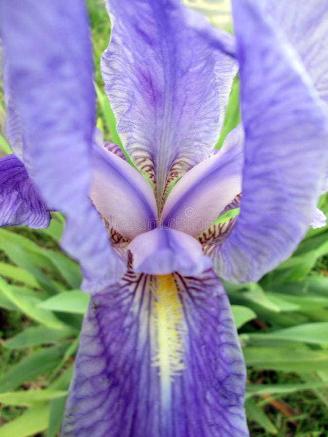 Beautiful Blue Lily in the Spring Garden Stock Photo - Image of lily ...