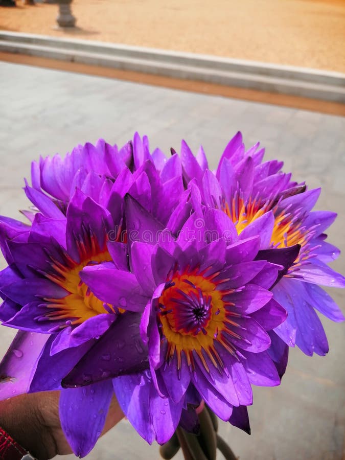 Beautiful Blue Lotus Flower in Sri Lanka Stock Image - Image of nature ...