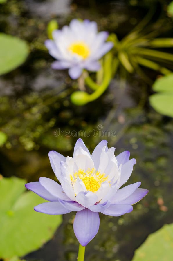 Beautiful blue lotus stock photo. Image of nature, flower - 81947398