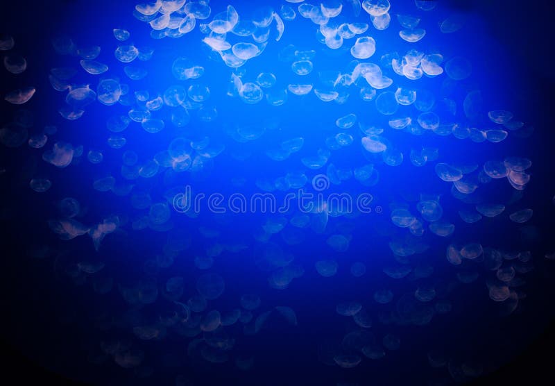 Beautiful Blue Moon Jelly Fish Stock Photo - Image of environmental ...