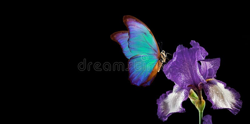 Beautiful Blue Morpho Butterfly on Iris Flower Isolated on Black. Copy ...