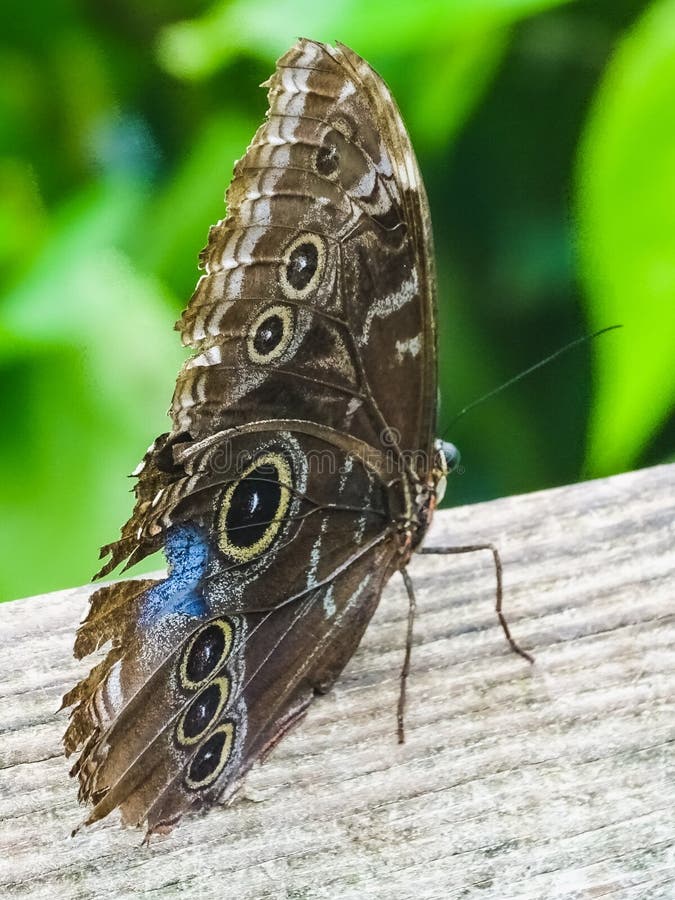 A Beautiful Blue Morpho Butterfly Sits on a Tree Stock Photo - Image of ...