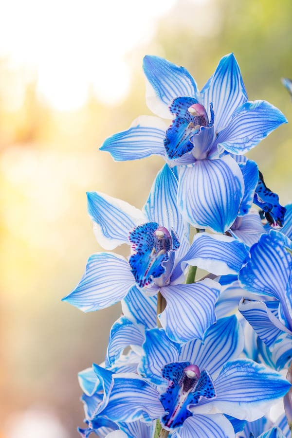 Beautiful blue orchids stock image. Image of growth, blue - 67081759