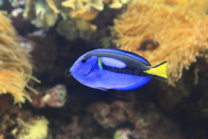 Beautiful Blue Paracanthurus Hepatus Stock Image - Image of bluetang ...