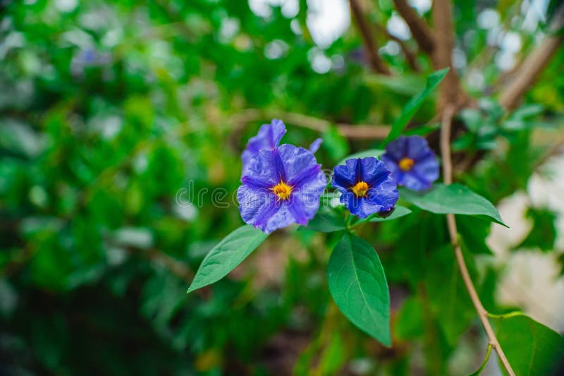 Beautiful Blue Paraguay Nightshade Flower Stock Photo - Image of ...