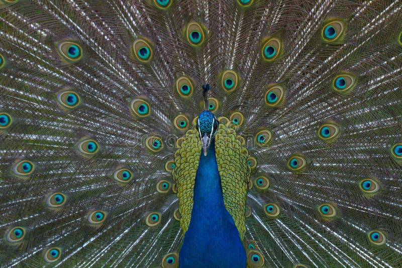 Beautiful Blue Peacock Big Bird Stock Photo - Image of showing, animal ...