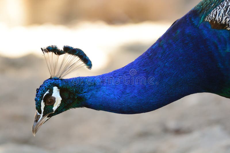 Beautiful blue peacock stock photo. Image of crest, neck - 89850216