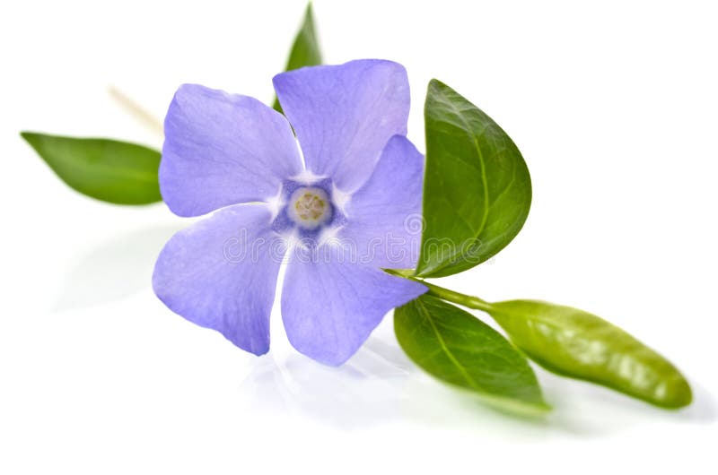 Beautiful blue periwinkle stock photo. Image of natural - 39461758