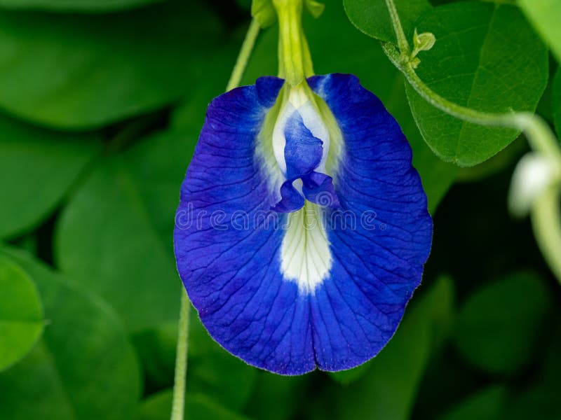Beautiful Blue Pigeonwings Flower Also Know As Clitoria Ternatea Stock ...