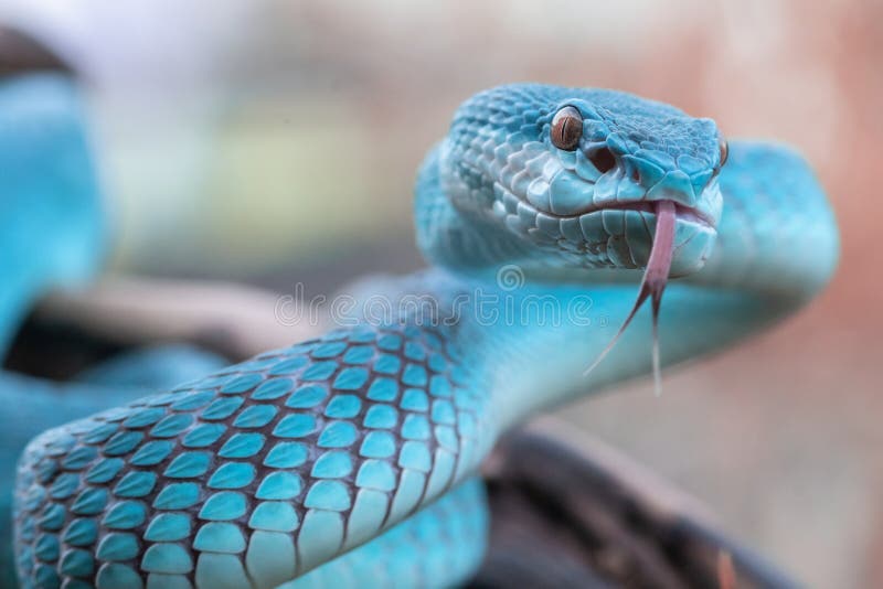 Beautiful Blue Poisonous Viper Snake from Indonesia Stock Photo - Image ...