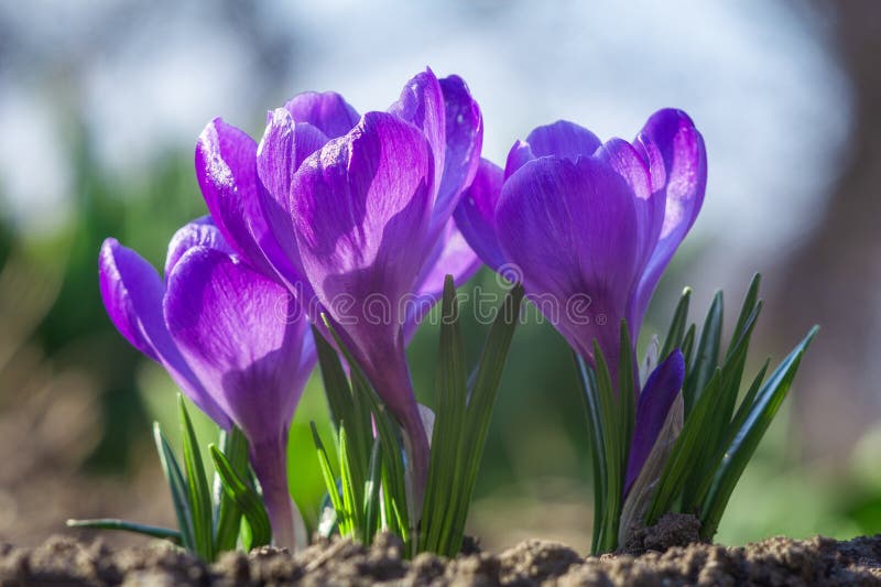 Beautiful Blue-purple Crocus Flowers Bloom in Early Spring Stock Image ...