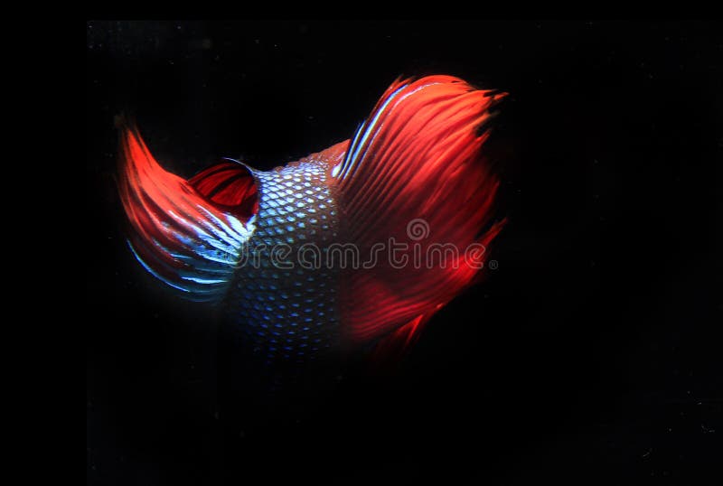 1,828 Blue Beta Fish Photos - Free & Royalty-Free Stock Photos from ...