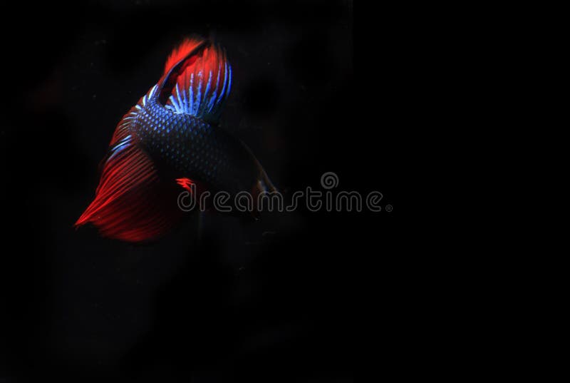 Beautiful Blue and Red Beta Fish, at Black Background Stock Image ...