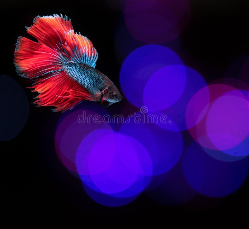 Beautiful Blue Red Betta Fish in Close Up Stock Photo - Image of angel ...