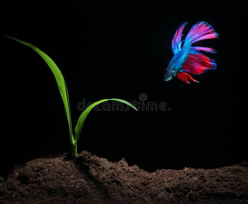 Beautiful Blue Red Betta Fish in Close Up Stock Photo - Image of pretty ...