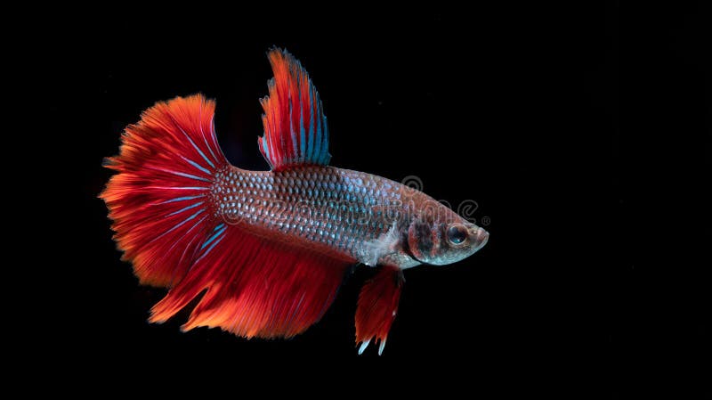 Beautiful Blue Red Betta Fish in Close Up Stock Photo - Image of water ...