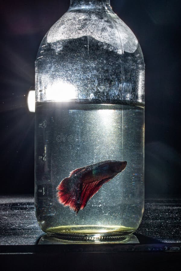 Beautiful Blue Red Betta Fish in Wine Glass Stock Photo - Image of ...