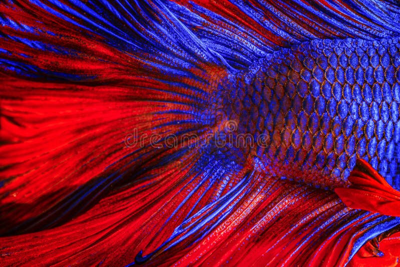 Beautiful Of Blue - Red Fighting Fish Stock Photo - Image of woodland ...