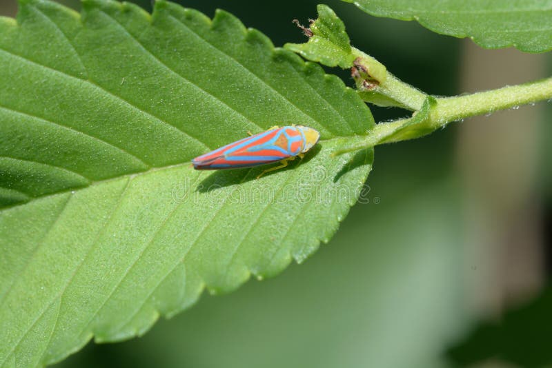 Beautiful Blue and Red Leafhopper Stock Image - Image of blue ...