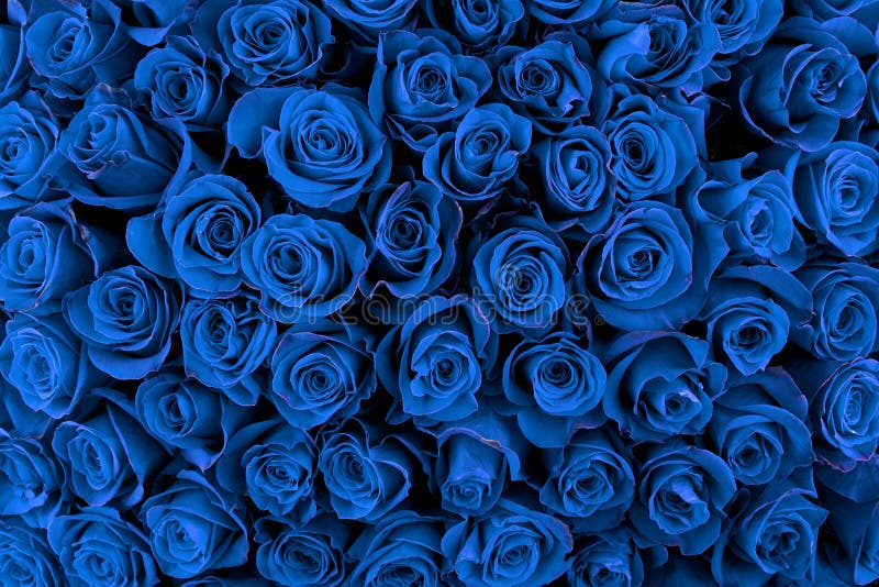 Beautiful Blue Roses, Floral Background Stock Photo - Image of blossom ...