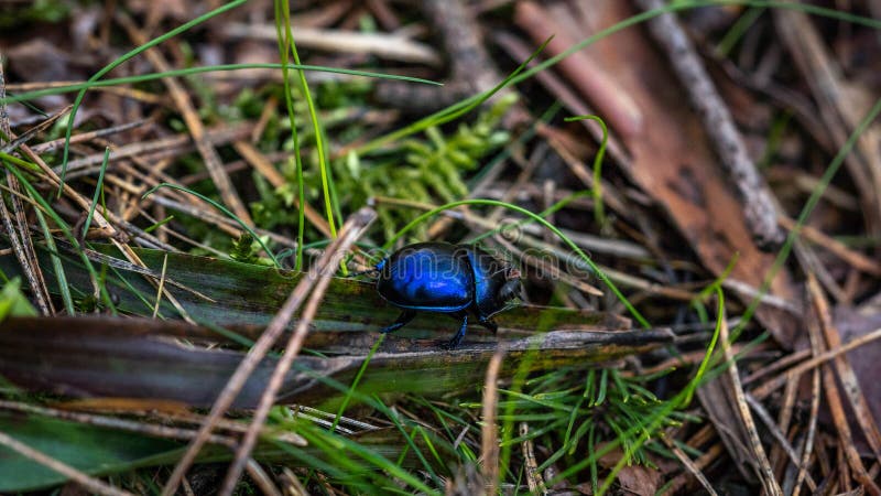 Beautiful Blue Scarab Beetle Crawling, Spring Day Stock Photo - Image ...