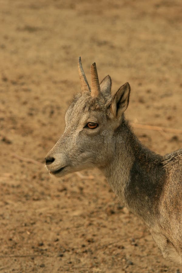 Beautiful blue sheep stock photo. Image of strong, hoof - 12197064