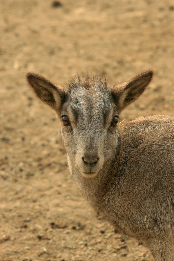Beautiful blue sheep stock image. Image of profile, china - 12210113