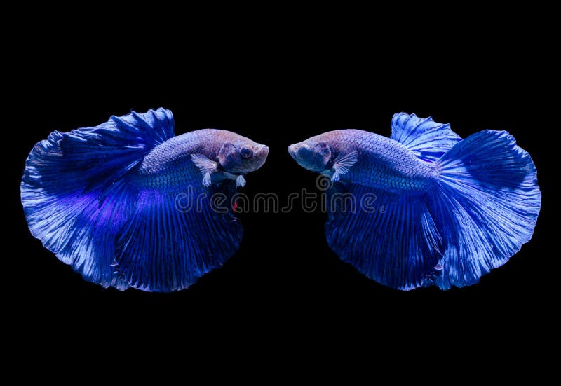 Beautiful Blue Siamese Fighting Fish Stock Photo - Image of betta, fish ...