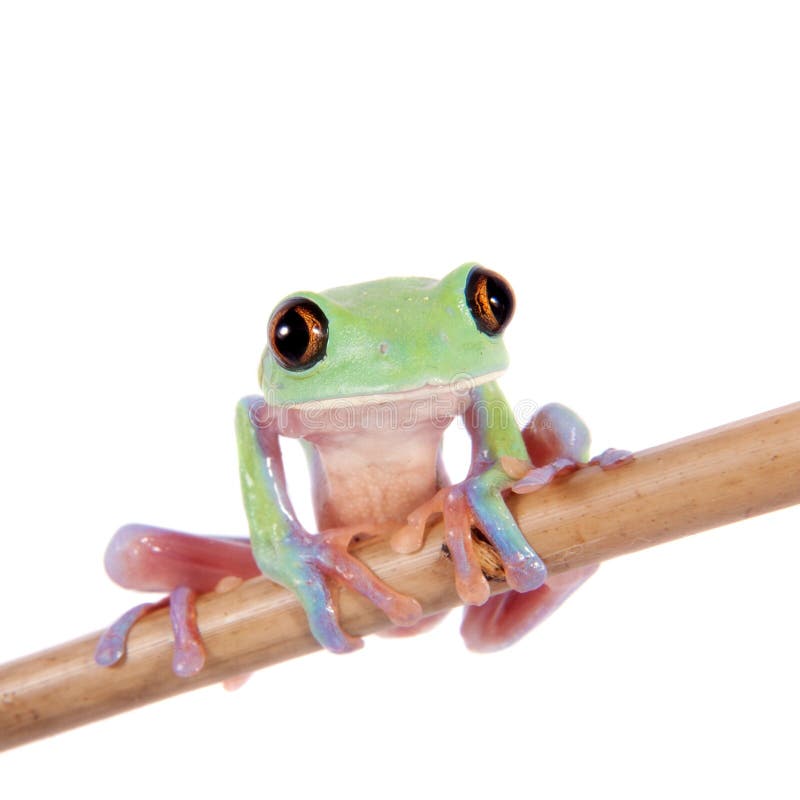 Beautiful Blue-sided Tree Frog on White Background Stock Photo - Image ...