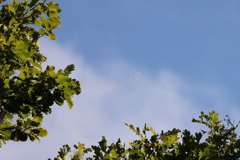 Blue Sky, Banner, Beauty in Nature, Trees, Forest Stock Photo - Image ...