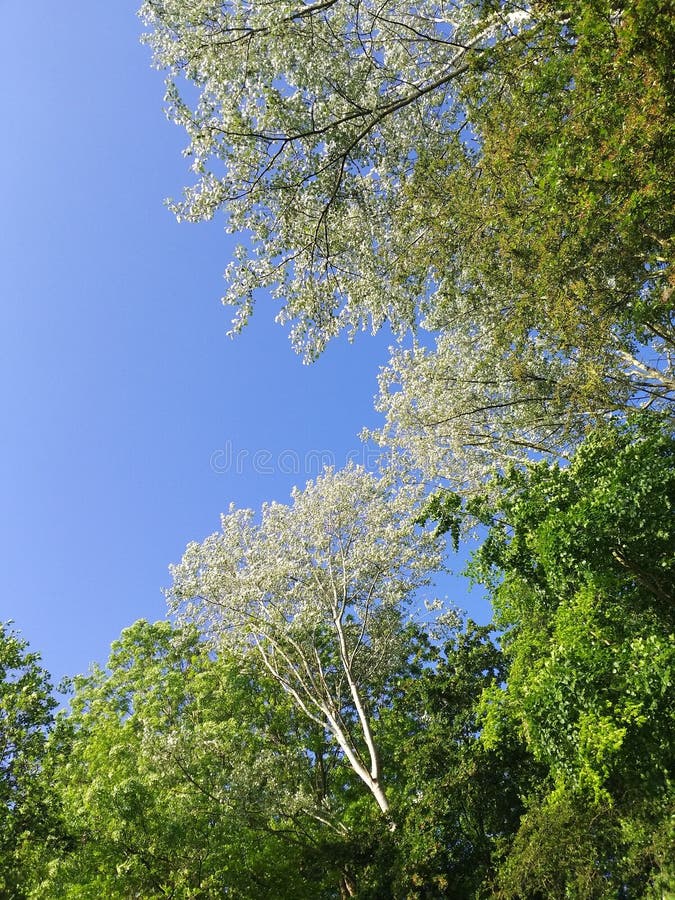 Blue Sky in a Ring of Tree Crowns Stock Photo - Image of blue ...