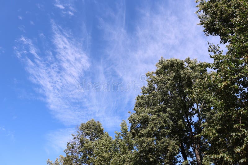 Blue Sky with Diffuse Clouds Over Treetops. Stock Photo - Image of ...