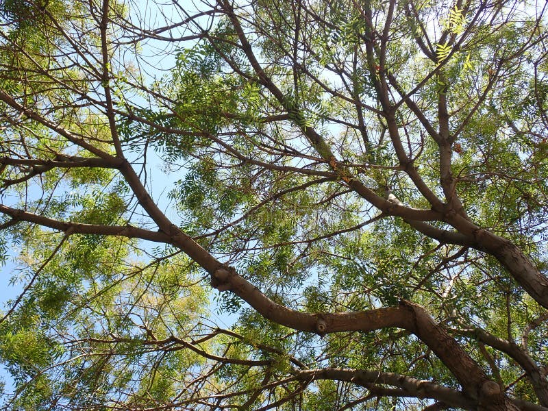 Blue Sky with Green Tree Like Fan Covering the Sky Stock Image - Image ...