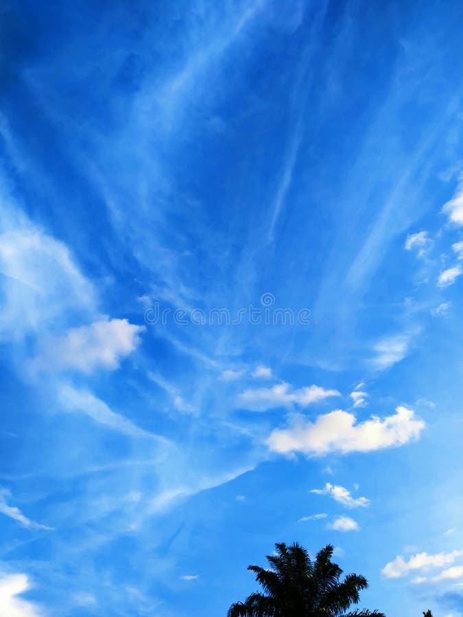 Beautiful Blue Sky and Palm Tree Stock Image - Image of horizon, plain ...