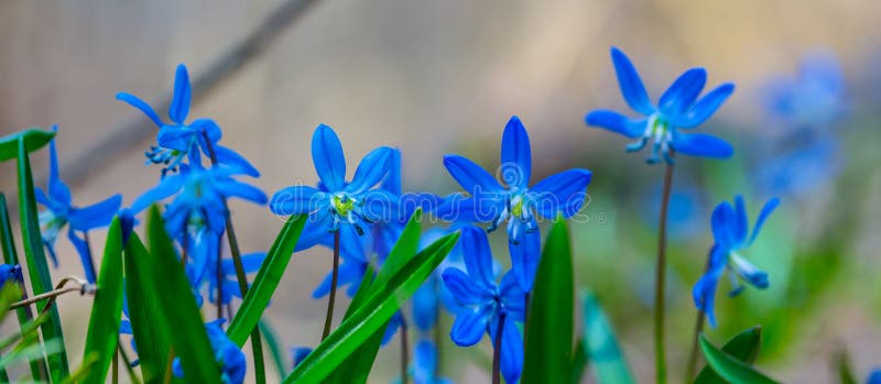 Beautiful Blue Snowdrop Flowers in a Spring Forest Stock Photo - Image ...