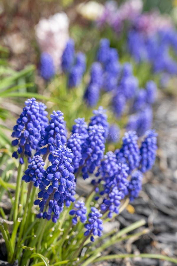 Beautiful Blue Spring Flowers, Bokeh Background, Selective Focus Stock ...