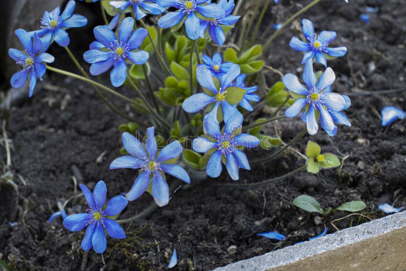 Beautiful Blue Spring Flowers Close Up Stock Image - Image of ...