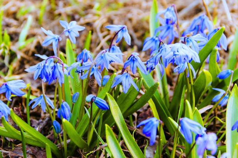 Beautiful Blue Spring Flowers Close-up Stock Photo - Image of bluebell ...