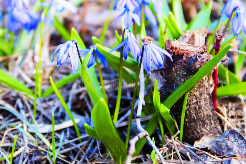 Beautiful Blue Spring Flowers Close-up Stock Photo - Image of blurry ...