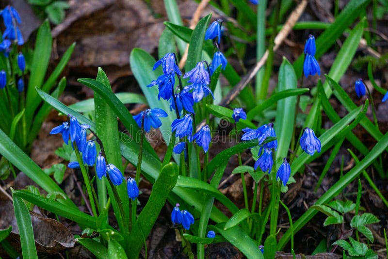 Beautiful Blue Spring Flowers of the Siberian Blueberry. First ...
