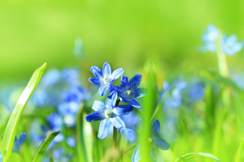 Beautiful, Blue, Spring Scilla Flowers Stock Photo - Image of floral ...