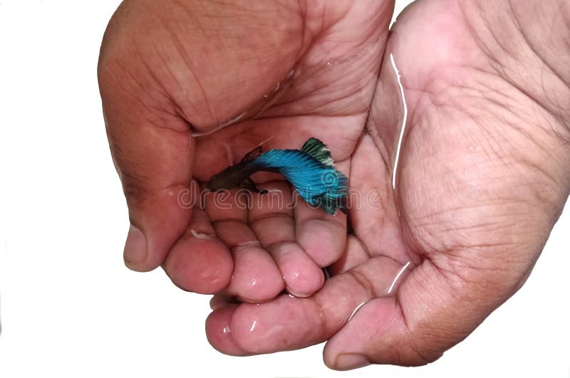 Beautiful Blue Super Delta Betta Fish the Siamese Fighting Fish ...