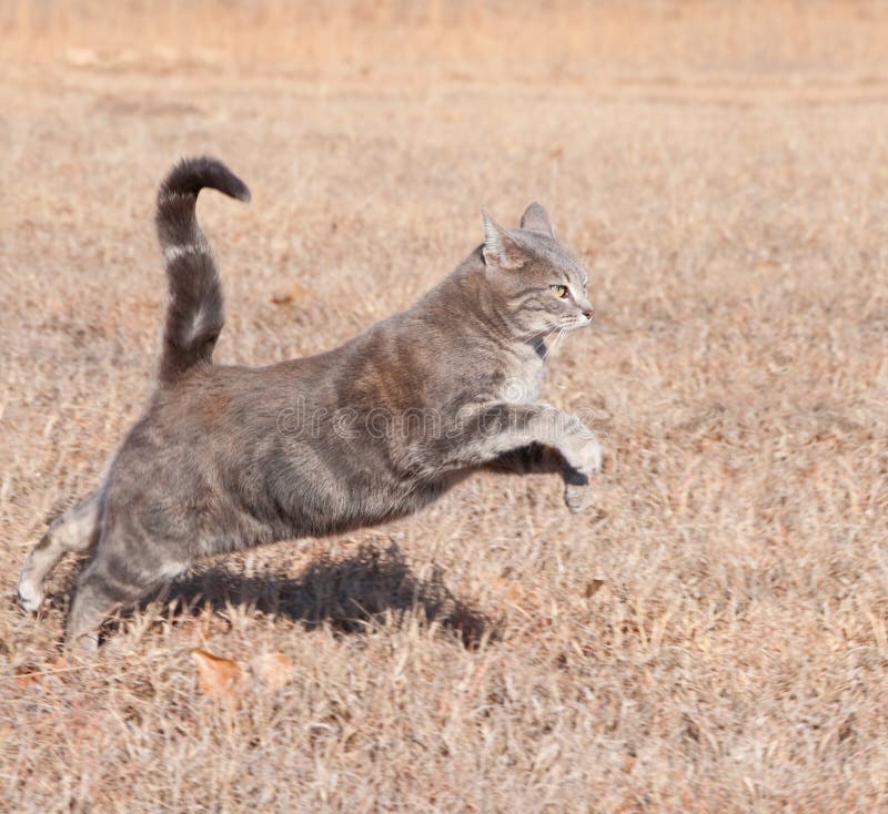 Beautiful Blue Tabby Cat Leaping while Running Stock Image - Image of ...